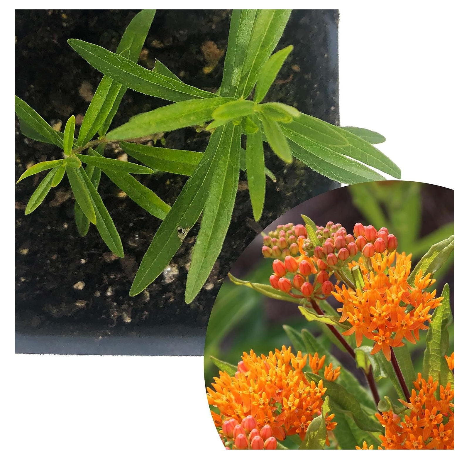 Butterfly Milkweed Plant, (Asclepias tuberosa) 2.5 inch Pot - Walmart.com