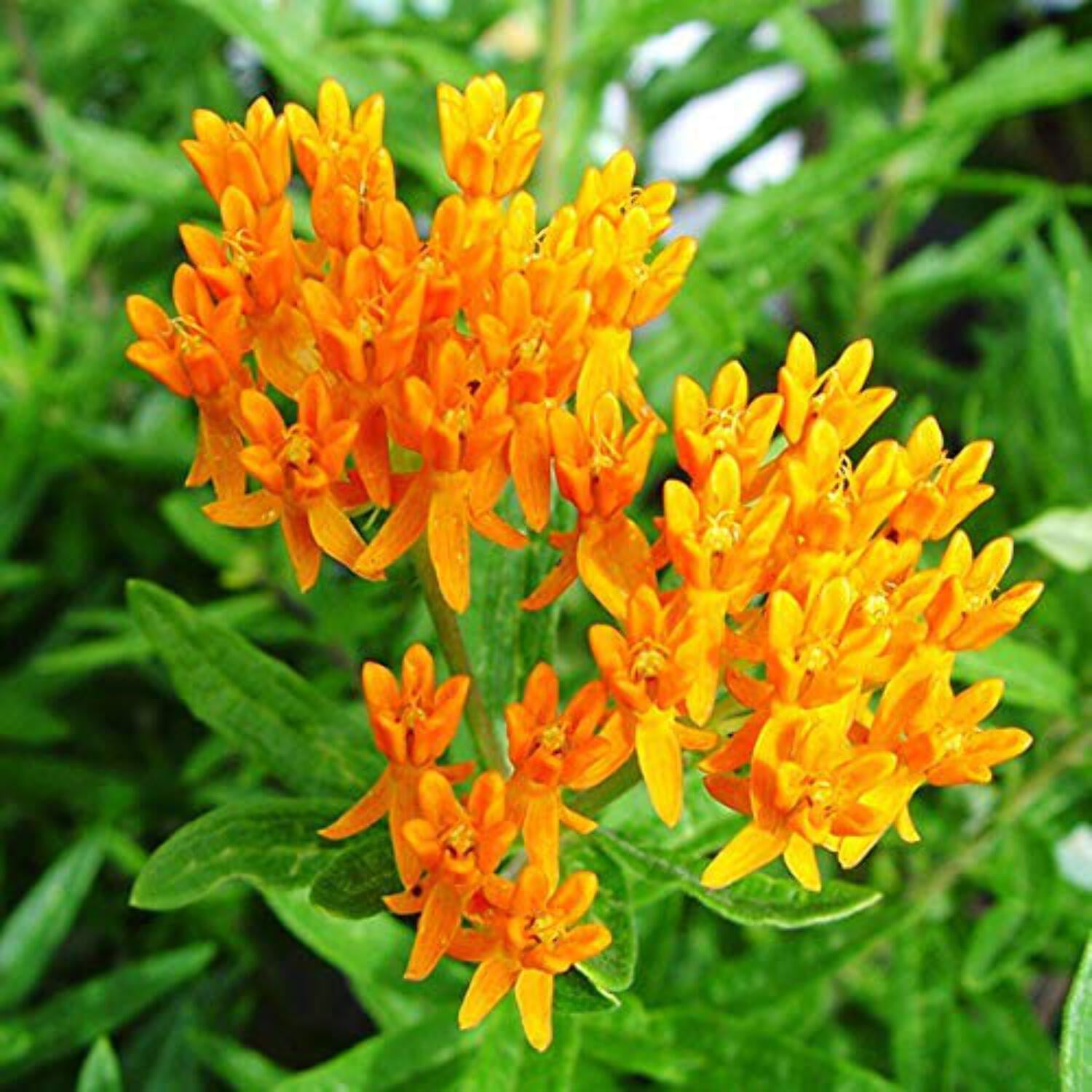 Is Milkweed Deer Resistant