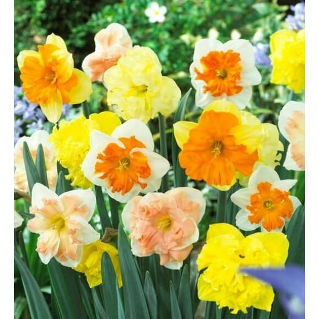Butterfly Mix Daffodil Bulbs - Easy to Grow, Large Blooms, Long-Lasting ...