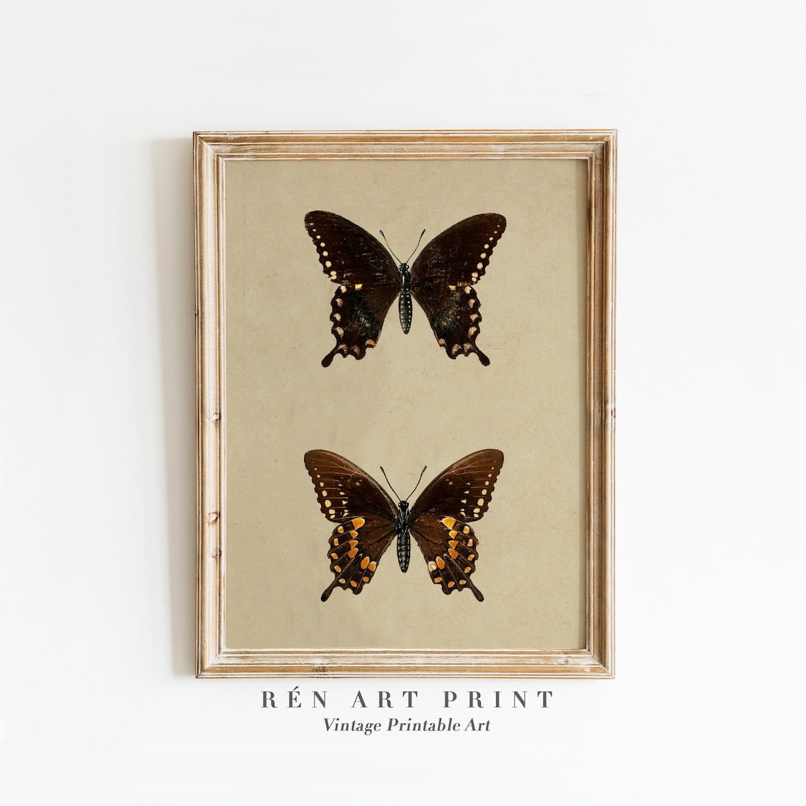 Butterfly Moth Chart Poster Antique Insect Drawing Poster, Stretched ...