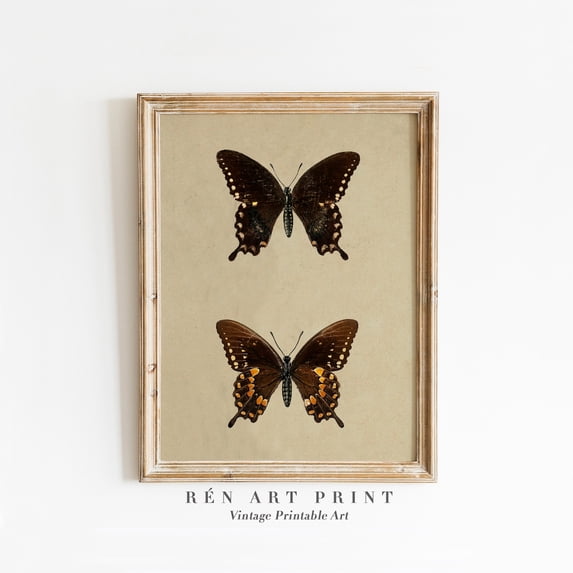 Butterfly Moth Chart Poster Antique Insect Drawing Poster, Unframed ...