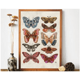 Butterfly & Moth Poster Botanical Insect Wall Decor In Vintage Style ...