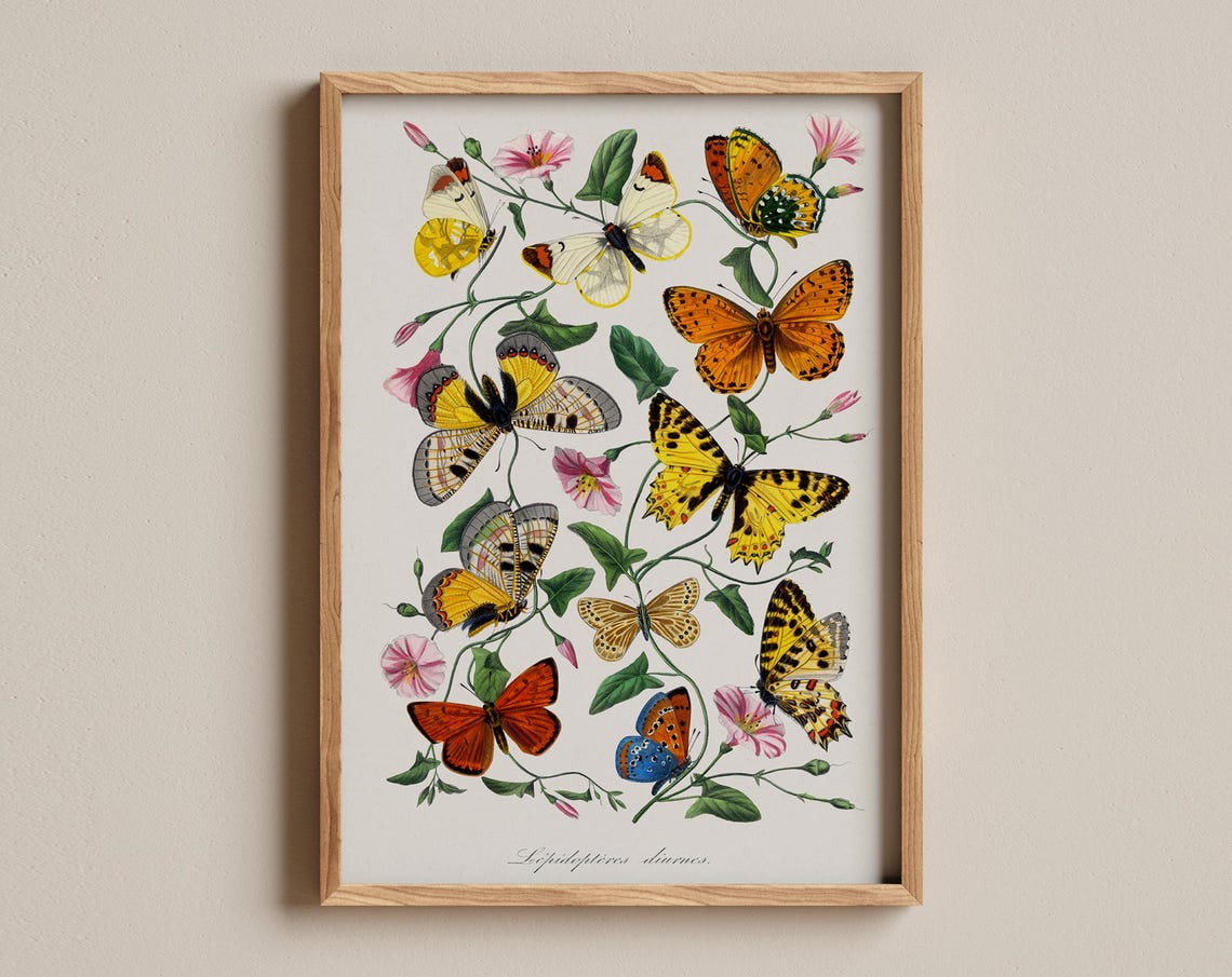 Butterfly & Moth Print, Paul Gervais, Colorful Insect Print, Classic ...