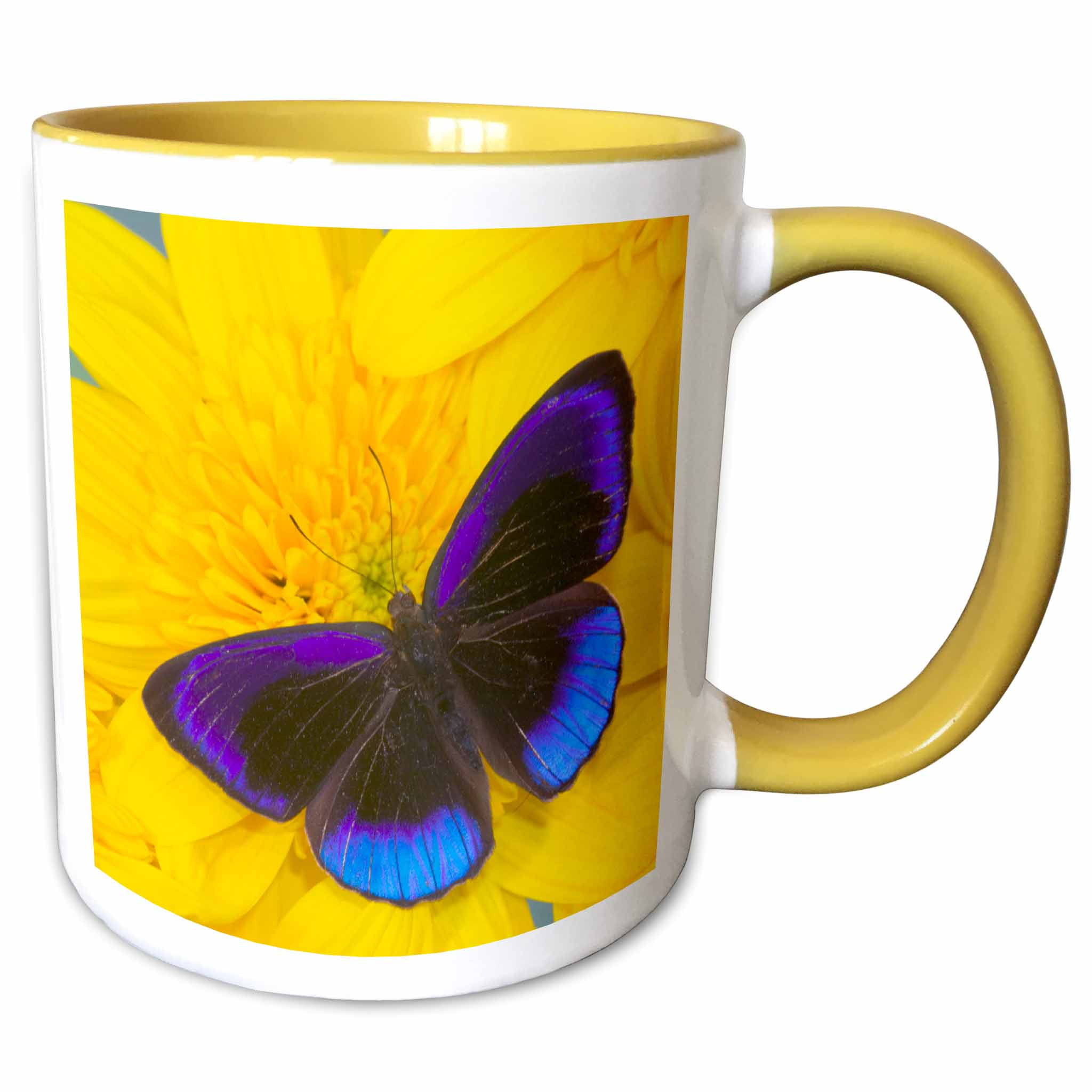 3drose, Butterfly on Flowers, Midnight Blue Butterfly - Us48 Dgu0572 ...