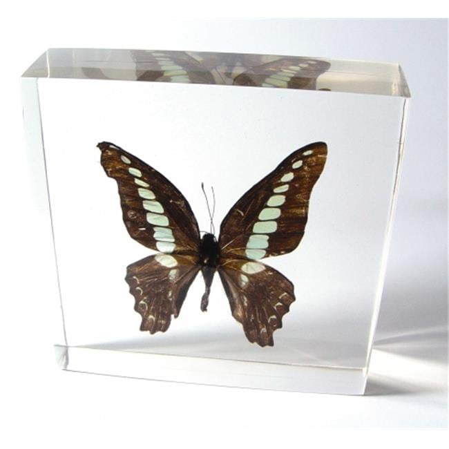 Butterfly Paperweight - Common BlueBottle - Walmart.com