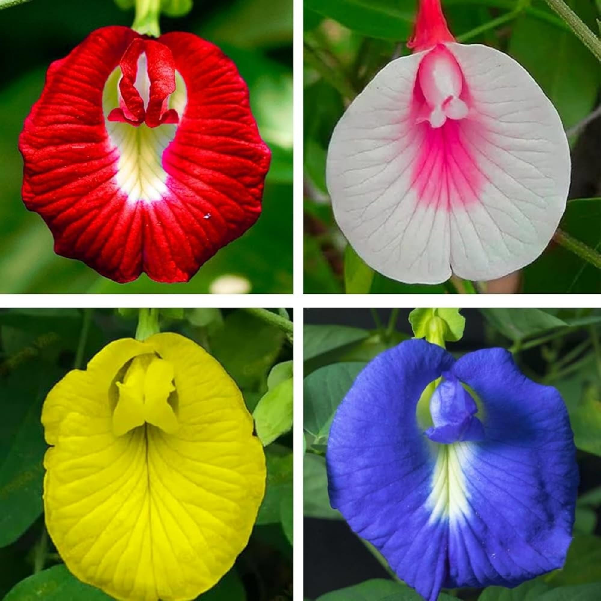 Butterfly Pea FlowerUMRT Seeds for Planting - Mix Colour Butterfly Pea ...