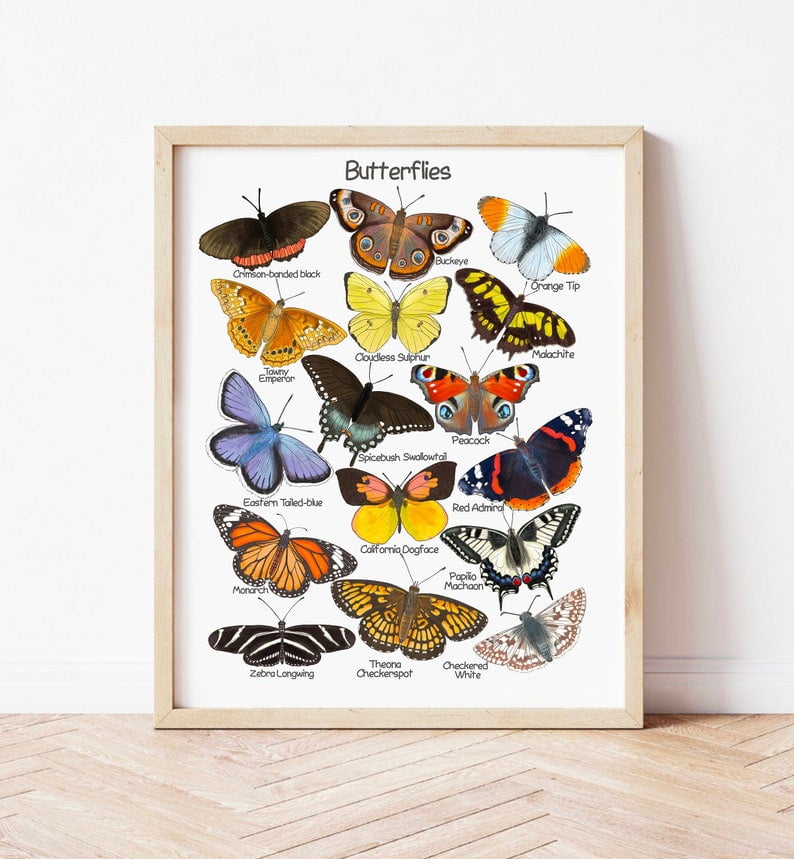 Butterfly Poster Nature Educational Charlotte Mason Montessori ...