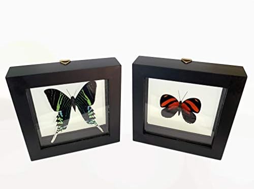 Butterfly Shadow Box Urania Leilus Day Flying Moth and 2nd Framed ...