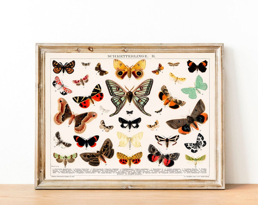 Butterfly Species Butterfly Botanical Print Butterfly Vintage Style ...