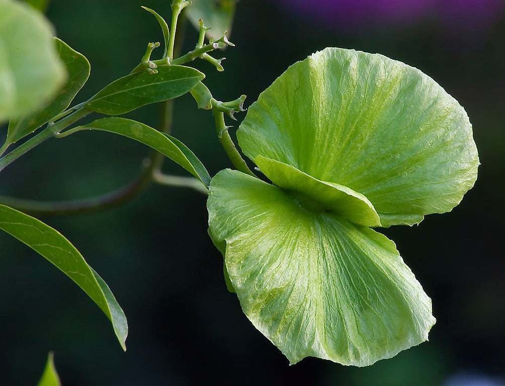 Butterfly Vine - Mascagnia macroptera - Indoors or Out - 4" Pot ...