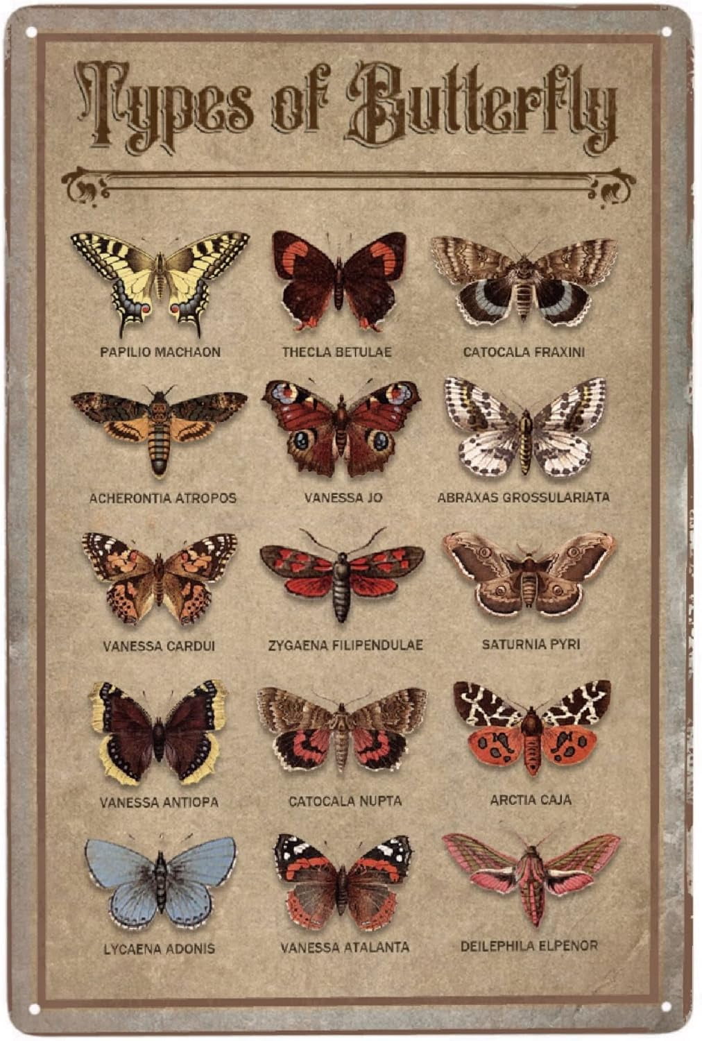 Butterfly Vintage Aluminum Metal Sign Types Of Butterfly Poster Wall ...