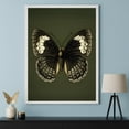 Butterfly Vintage Dark Green Scientific Insect Poster Unframed Paper ...