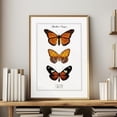 Butterfly Wall Art, Vintage Nature Print, Orange Butterfly Wall Decor ...
