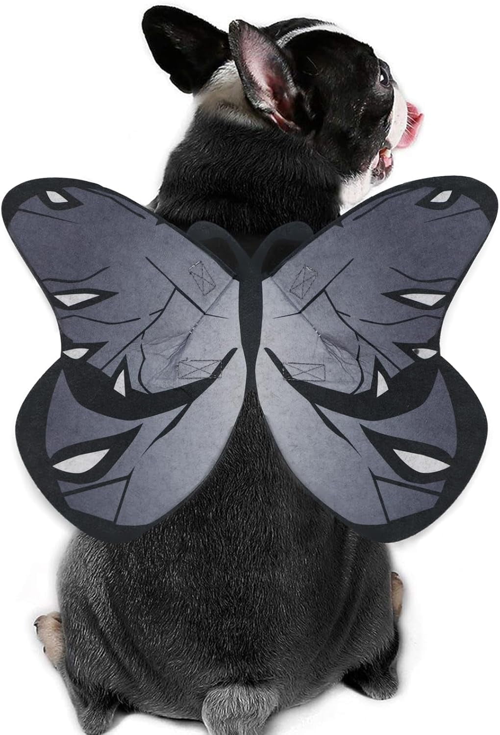 Butterfly Wings Costume for Small to Large Dogs & Cats - Halloween ...