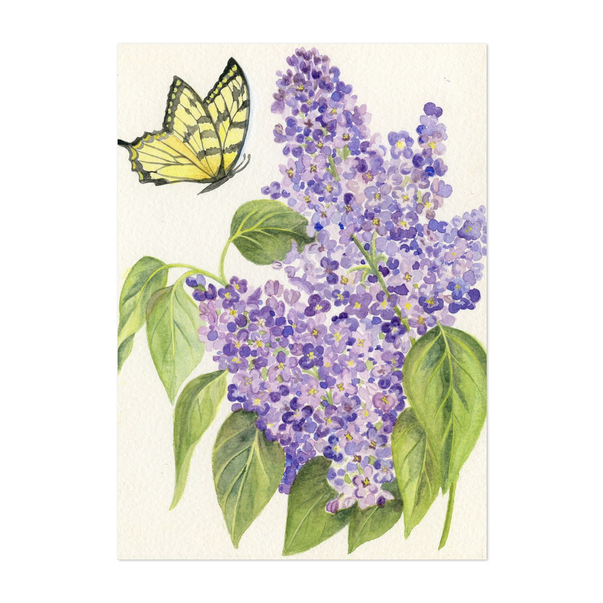 Butterfly and Lilac - Glen Rock Pennsylvania Drawing Floral Butterfly ...