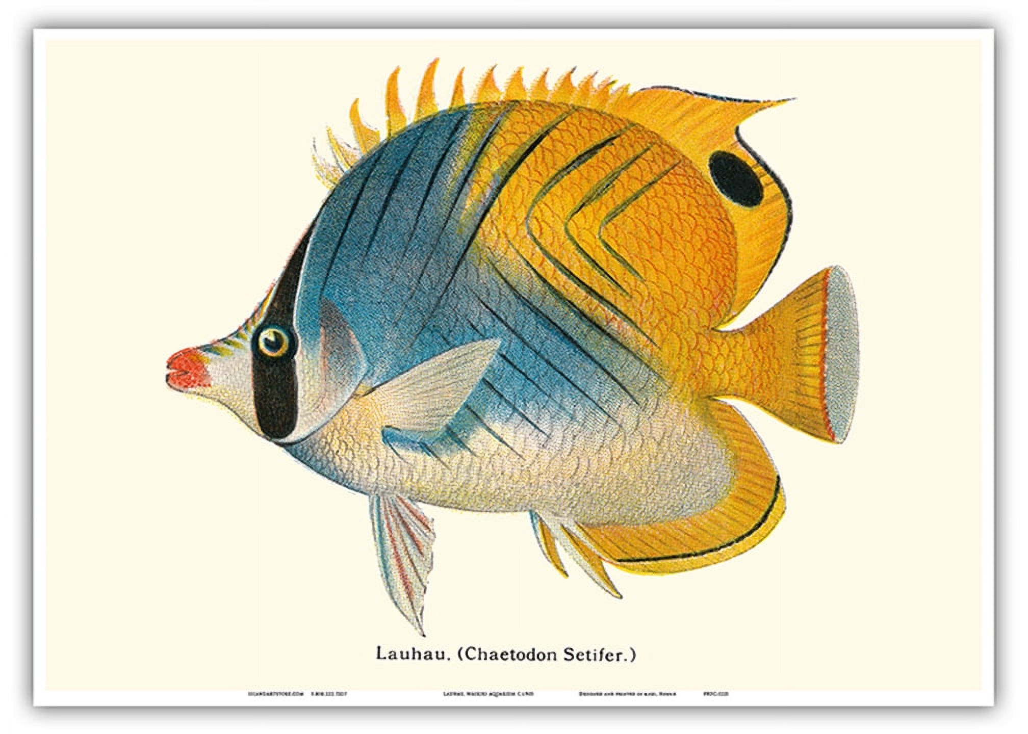 Butterflyfish (Lau Hau) - Fishes of Hawaii - Waikiki Aquarium Hawaii ...