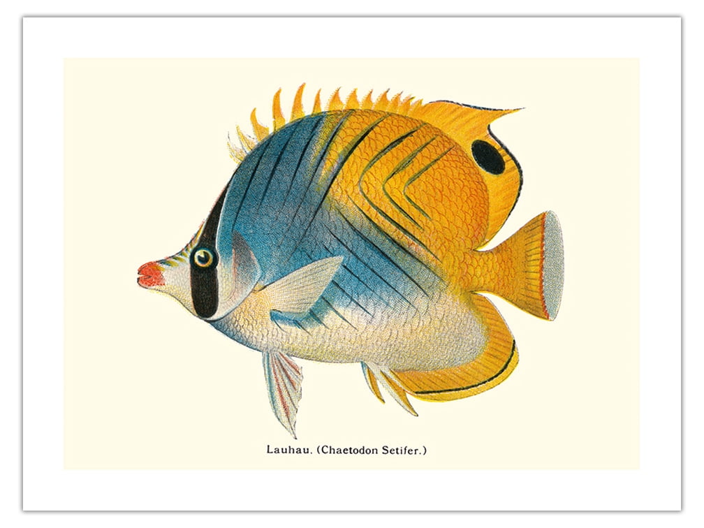 Butterflyfish (Lau Hau) - Fishes of Hawaii - Waikiki Aquarium Hawaii ...