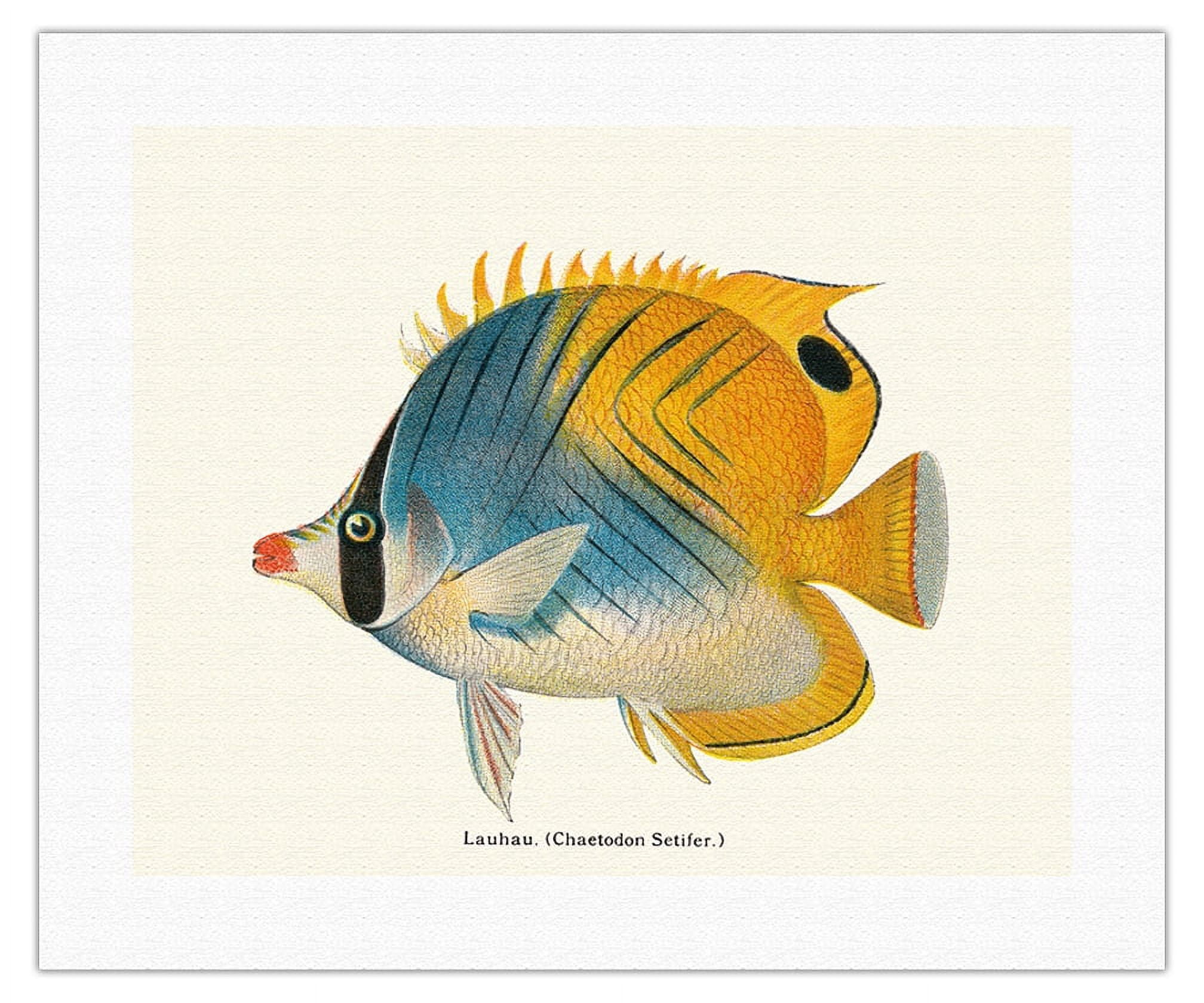 Butterflyfish (Lau Hau) - Fishes of Hawaii - Waikiki Aquarium Hawaii ...