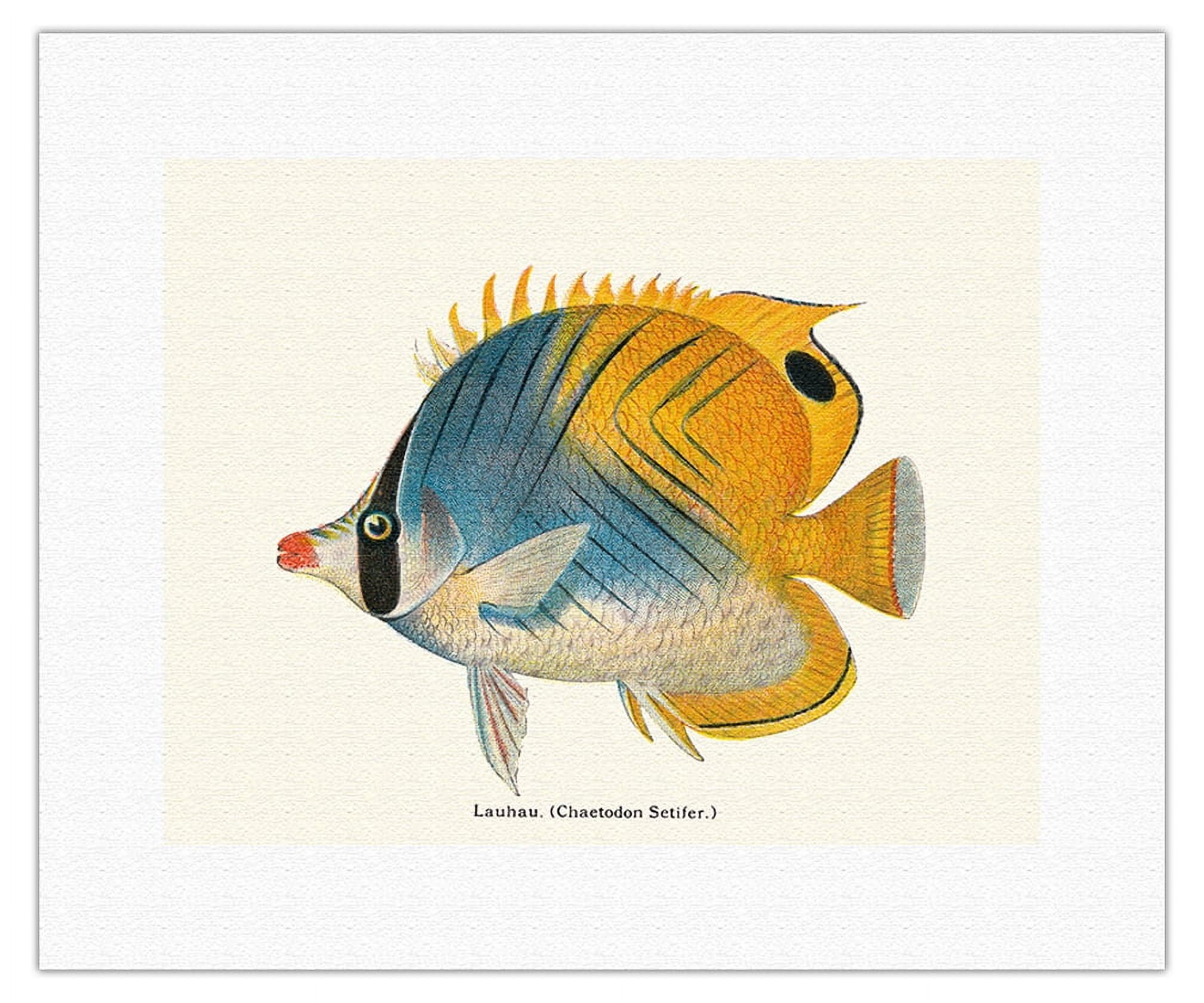 Butterflyfish (Lau Hau) - Fishes of Hawaii - Waikiki Aquarium Hawaii ...