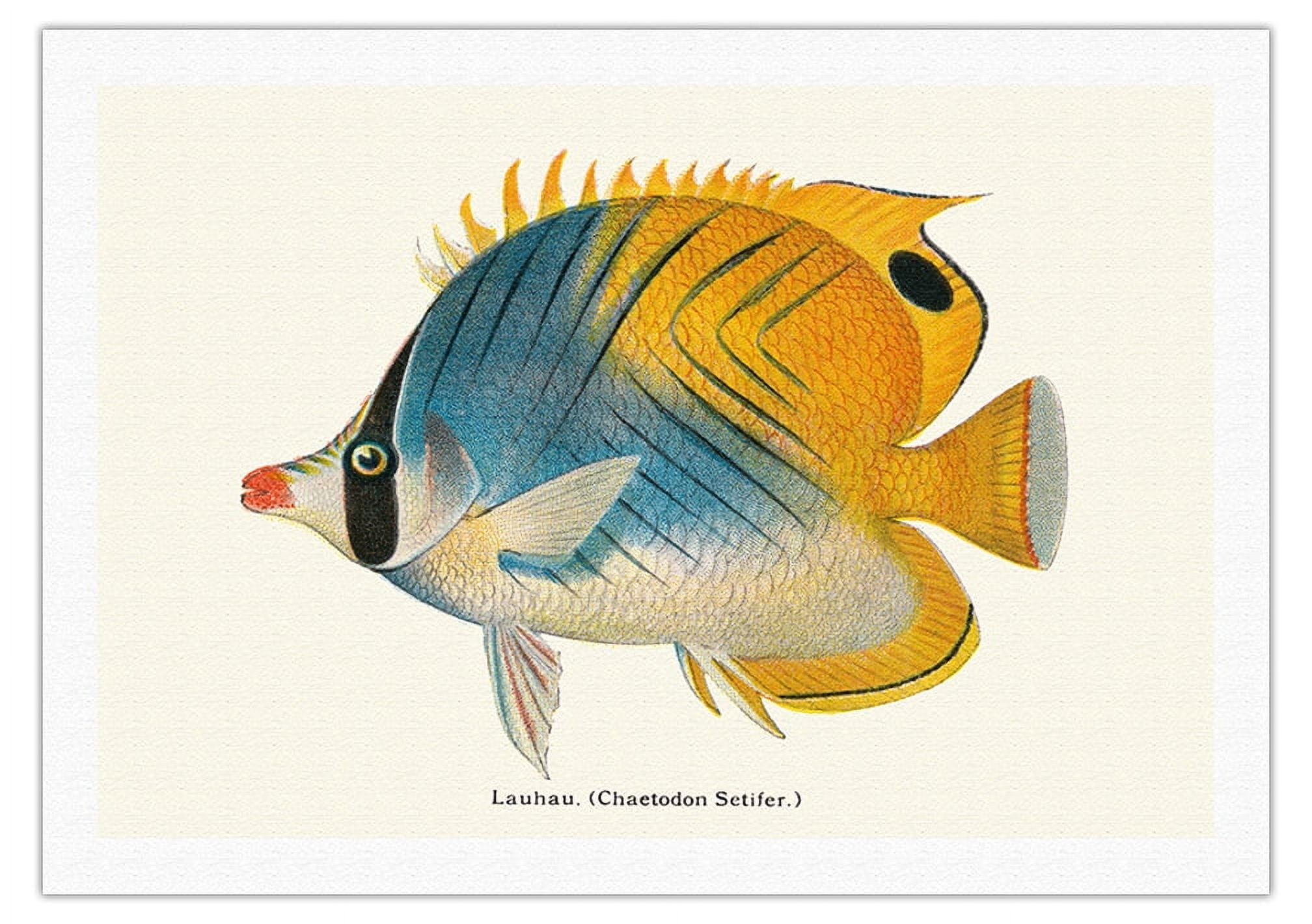 Butterflyfish (Lau Hau) - Fishes of Hawaii - Waikiki Aquarium Hawaii ...