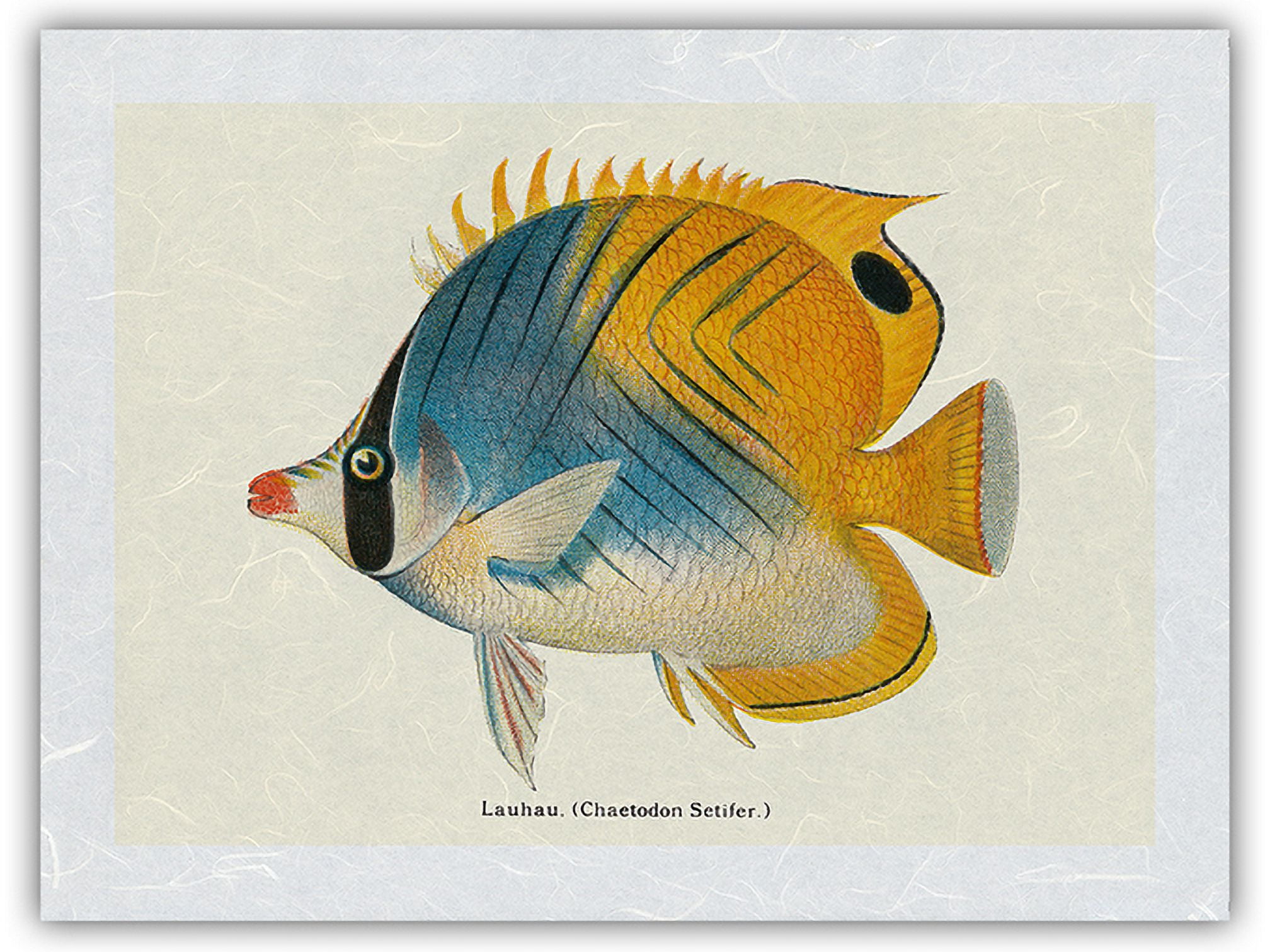 Butterflyfish (Lau Hau) - Fishes of Hawaii - Waikiki Aquarium Hawaii ...