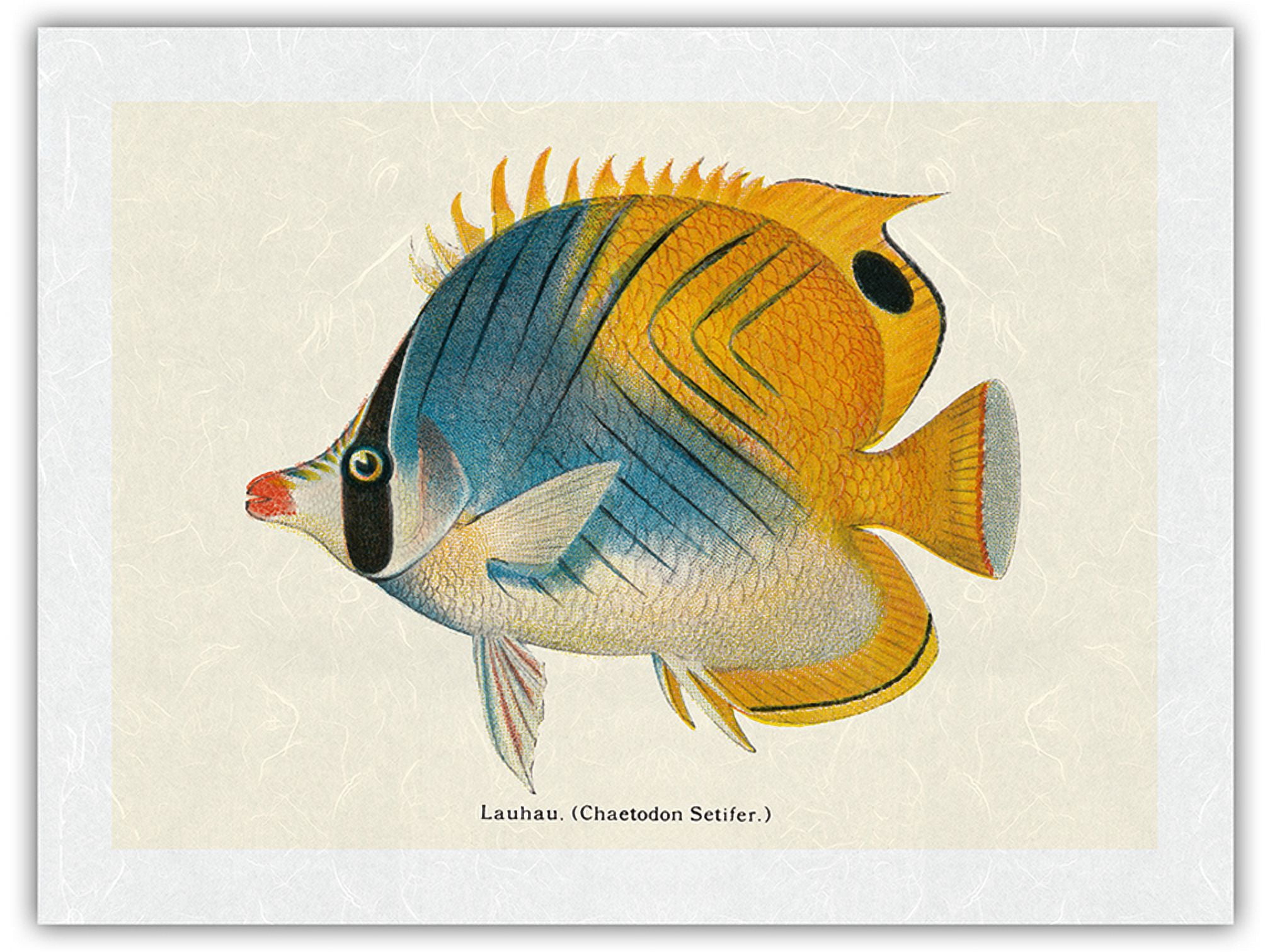 Butterflyfish (Lau Hau) - Fishes of Hawaii - Waikiki Aquarium Hawaii ...