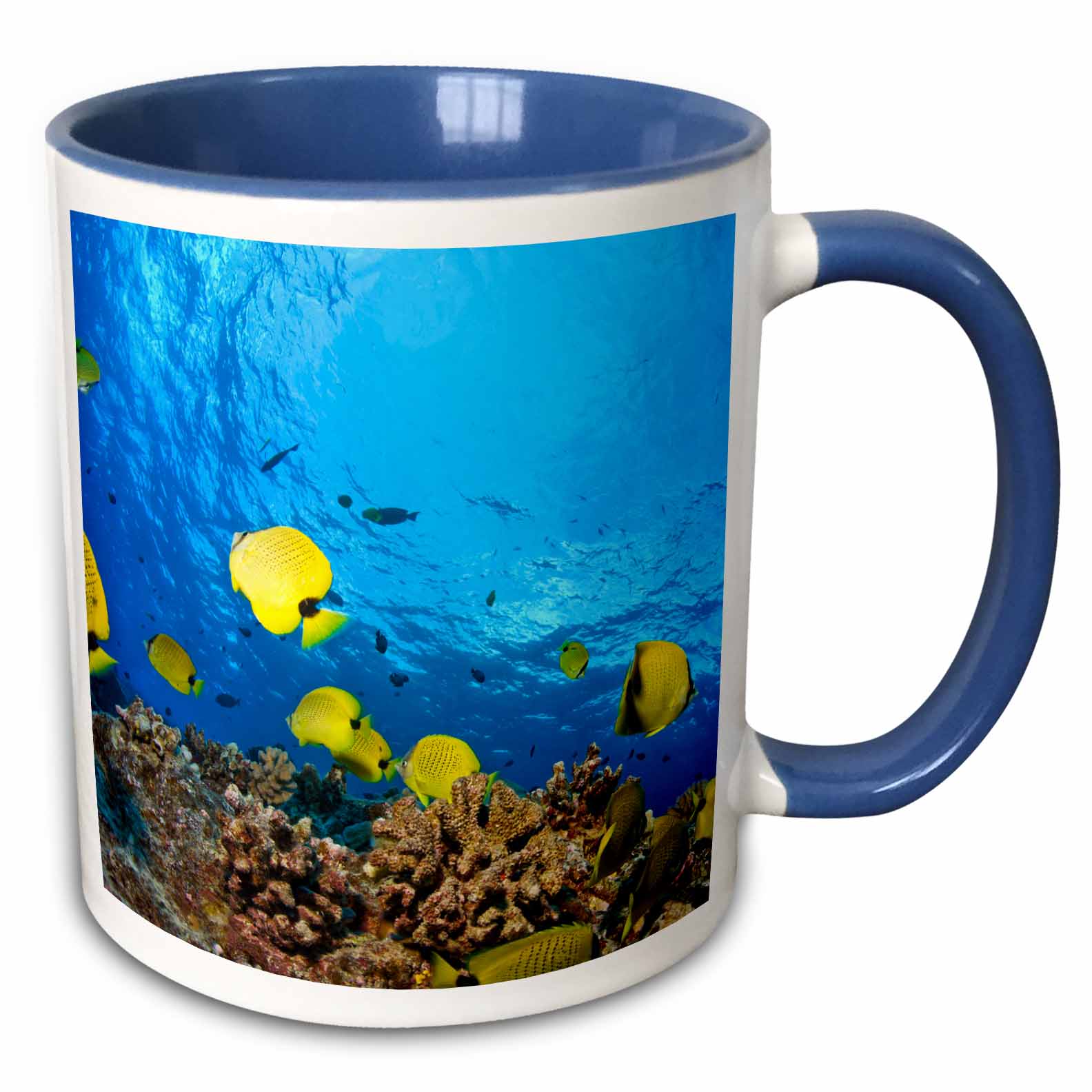 3drose, Butterflyfish, Molokini Crater, Maui, Hawaii - Us12 Sws0175 ...