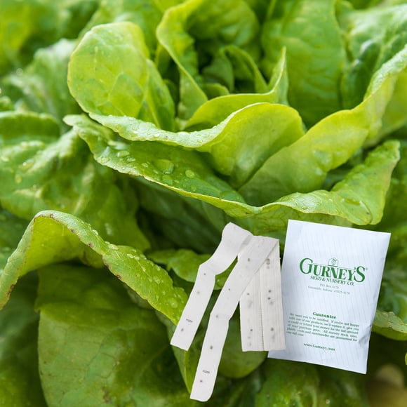 Lettuce Seeds in Seed Gardening - Walmart.com