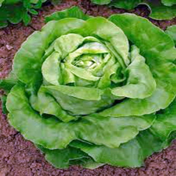 Butterhead Buttercrunch Lettuce Seeds - 100 Seed Pack - Feature Small, loosely Formed Leaf Heads ...