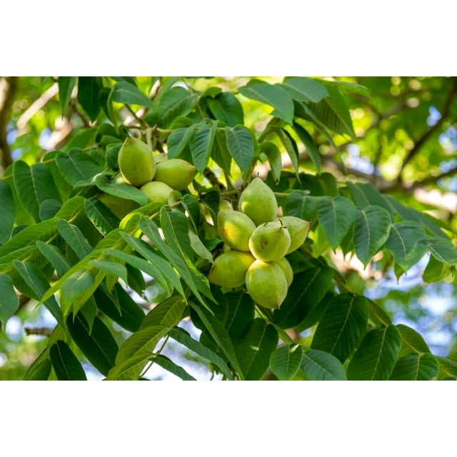 Butternut Seedlings for Planting - White Walnut Trees - Fruit Bearing ...