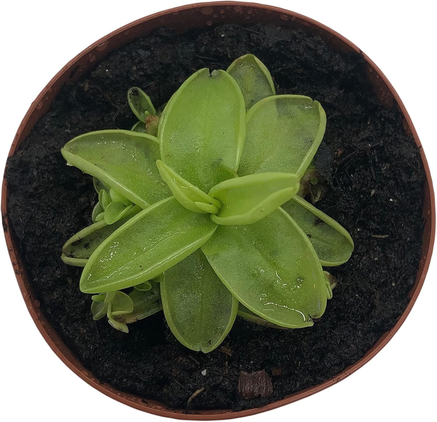 Butterwort (Pinguicula Primuliflora) Carnivorous Plant in 2" Pot ...