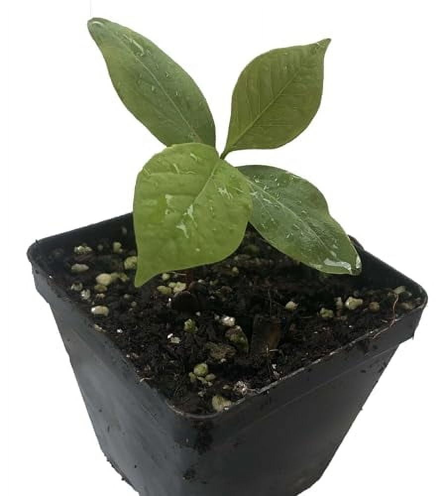 Button Bush (Cephalanthus occidentalis) Live Perennial, Native Plant in ...