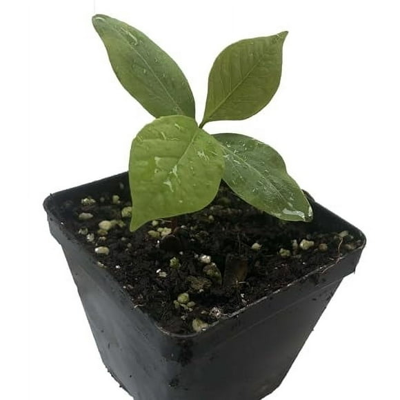 Midwest Native Plants