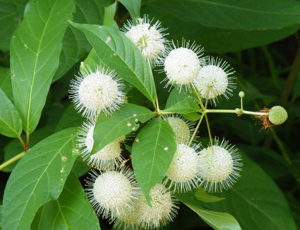 Buttonbush Plant 7-12" in 4" Pot- Cephalanthus Occidentalis- Button ...