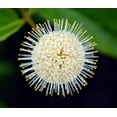 Buttonbush Seeds for Planting - 100 Seeds - Cephalanthus occidentalis ...