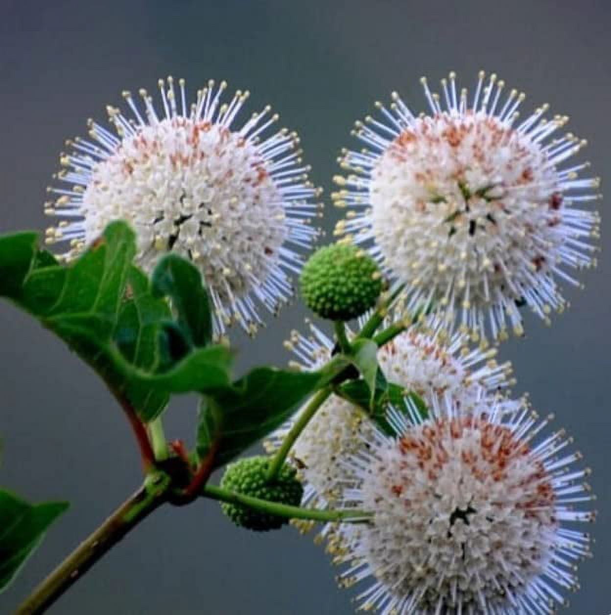 CZ Grain 50 Buttonbush Cephalanthus Occidentalis Plant Seeds - Walmart.com