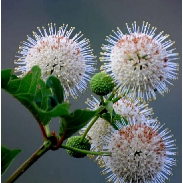 CZ Grain 50 Buttonbush Cephalanthus Occidentalis Plant Seeds - Walmart.com