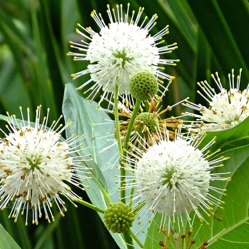 Buttonbush Tree Plant (Cephalanthus Occidentalis), 2-3 Ft Tall Live ...