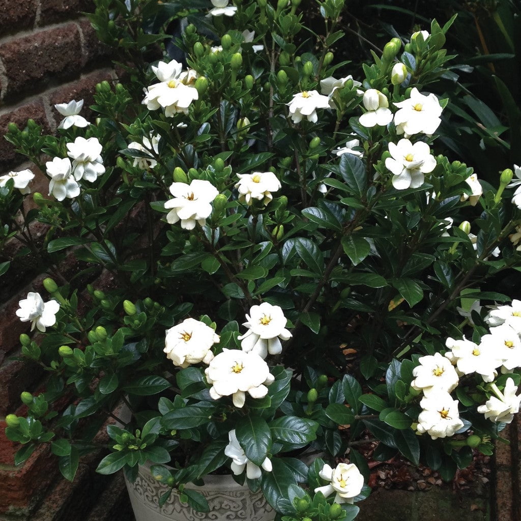 Buttons Gardenia 1 Gallon Potted - Walmart.com