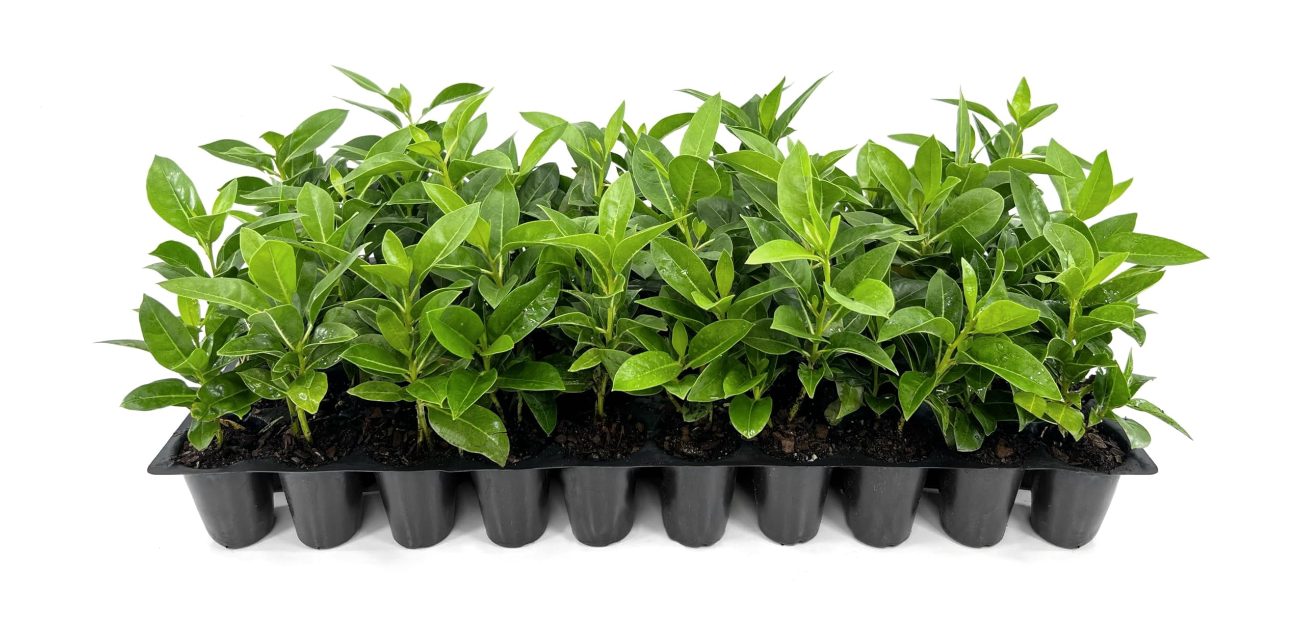 Buttonwood | 1 Live Plants | Conocarpus Erectus | Live Coastal Tree ...