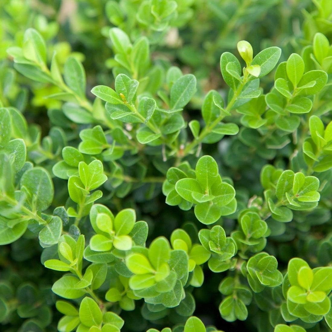 Buxus Baby Gem Boxwood 1 Gallon - Walmart.com