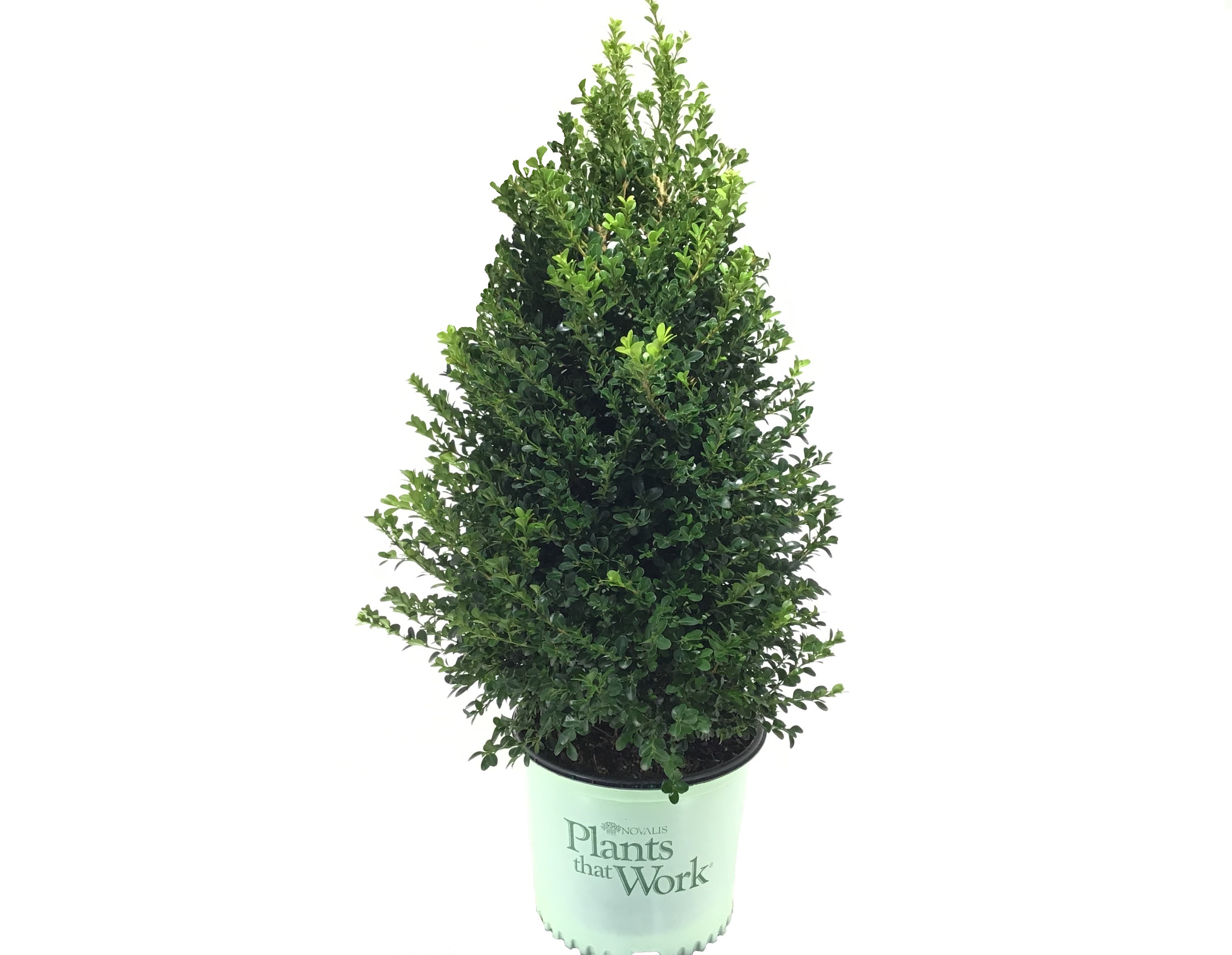 Buxus ‘Cranberry Creek’ – 3-Gallon Live Boxwood Shrub – Dense, Compact ...