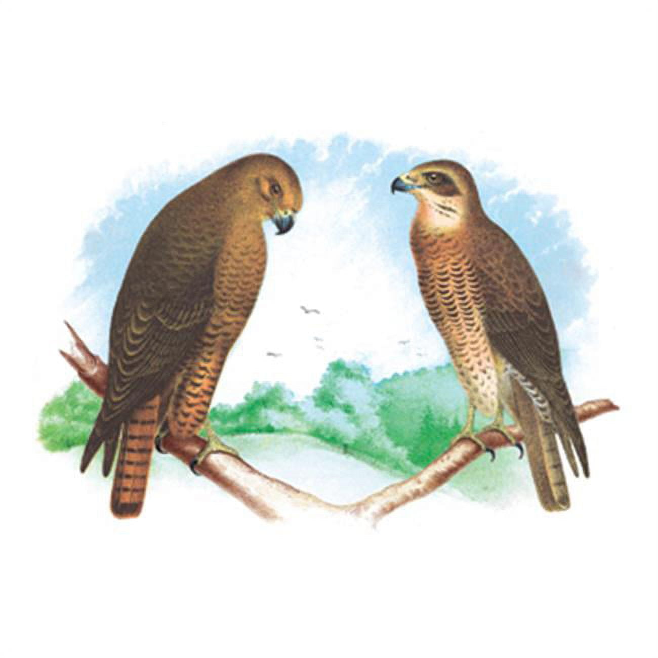 Buy Enlarge 0-587-03827-6P12x18 Hen Hawk and Swainsons Hawk- Paper Size ...