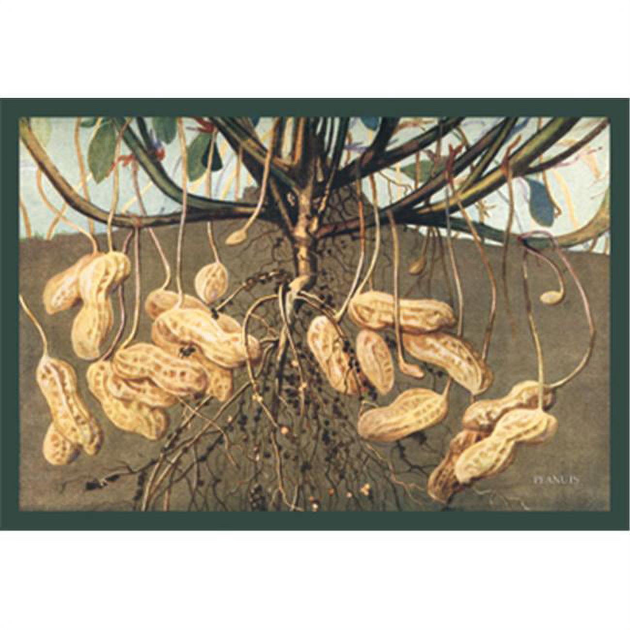 Buy Enlarge 0-587-08343-3P12x18 Peanuts- Paper Size P12x18 - Walmart.com