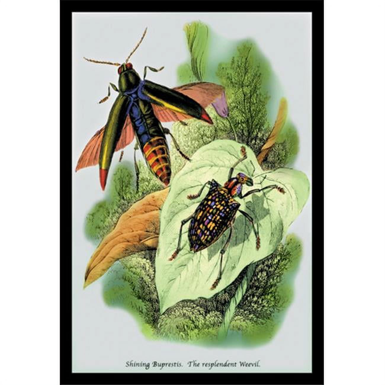 Buy Enlarge 0-587-15393-8P20x30 Shining Buprestis and the Resplendent ...