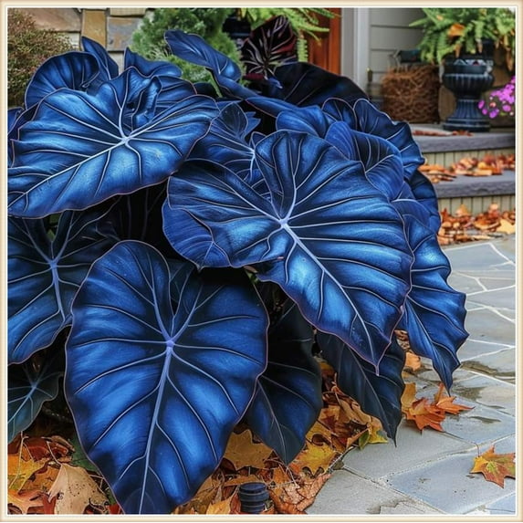 Buy Shade Blue Hosta-Garden Stakes Planting-(hosta for planting ...