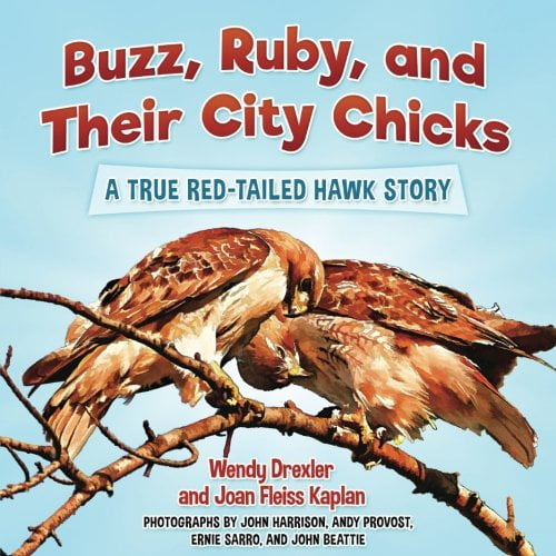 Pre-Owned Buzz, Ruby, and Their City Chicks: A True Red-Tailed Hawk ...