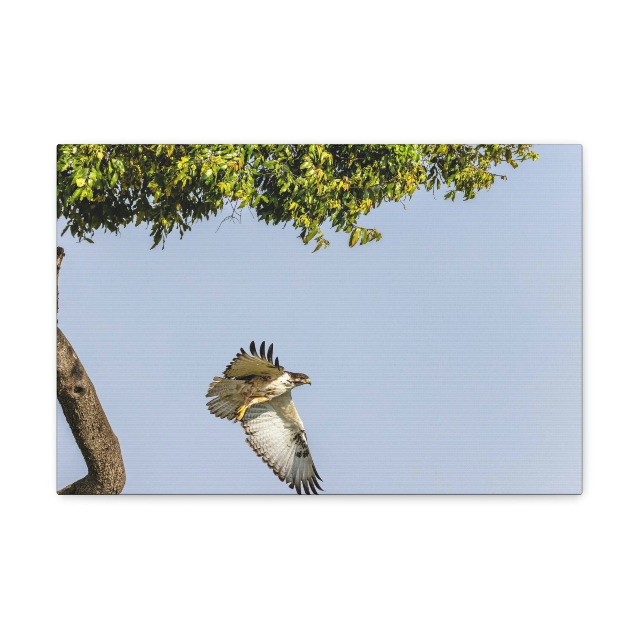 Buzzard Hunting Buzzard on Hunt Print Animal Wall Art Wildlife Canvas ...