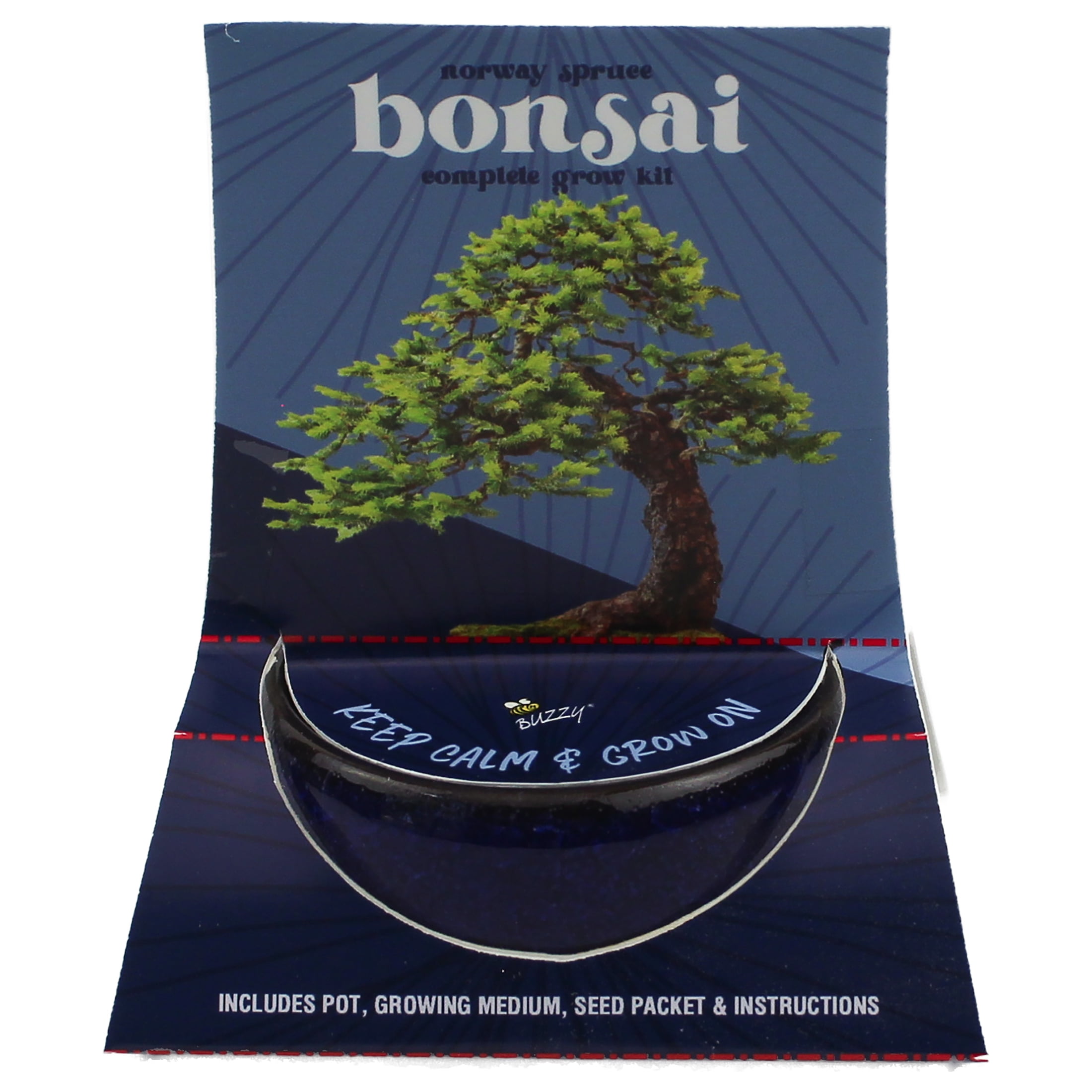 Buzzy Bonsai Norway Spruce Tree Grow Kit with Crackle Ceramic Pot Item ...