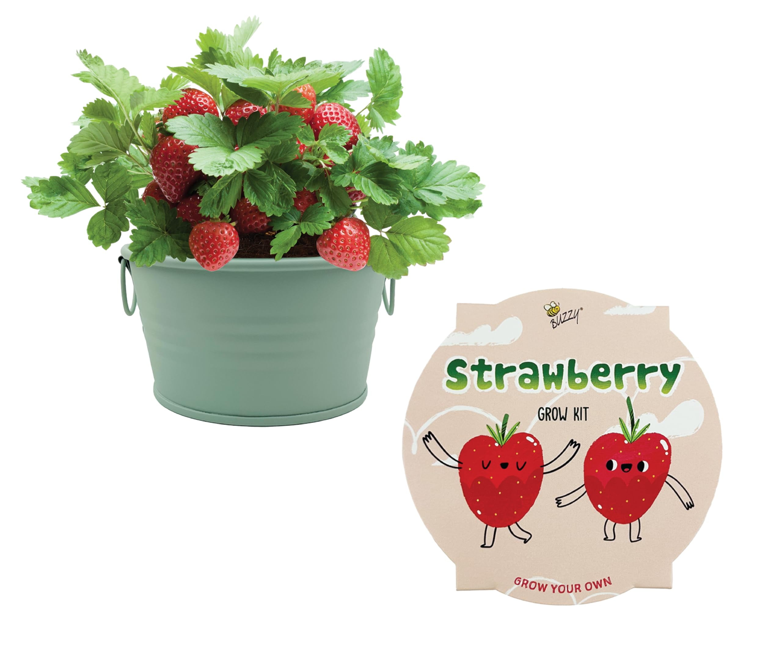 Buzzy Seeds Kid's Strawberry Mini Basin ITL1 Grow Kit | Light Green ...